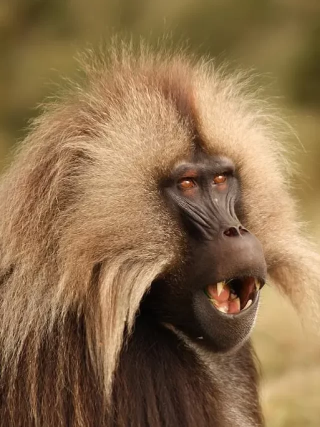 Animals With Worst Memory In The World - StyleRug