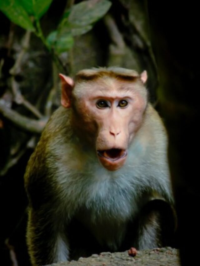 Most Searched Animals On Google - StyleRug